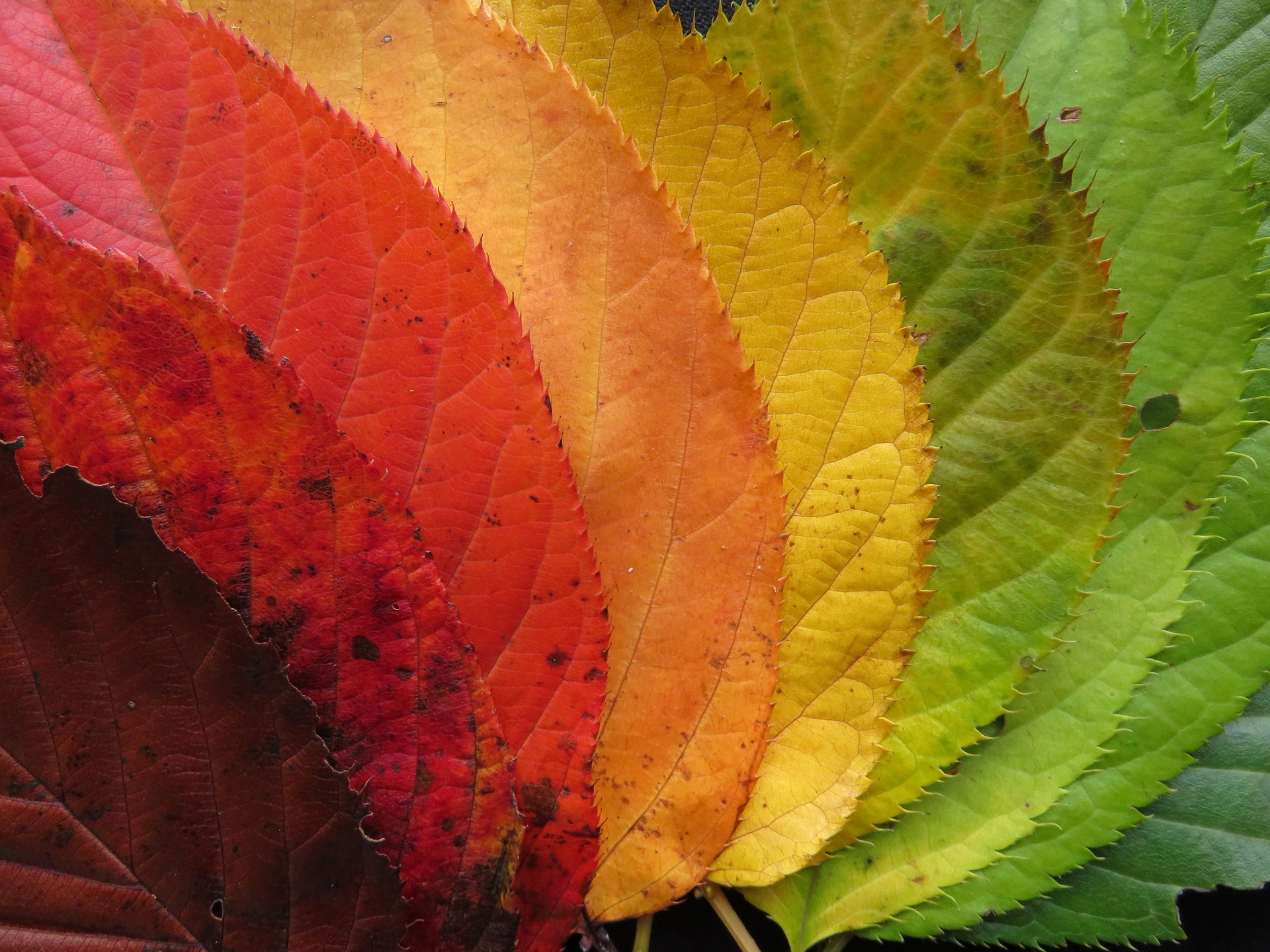 L'Automne, saison de transition